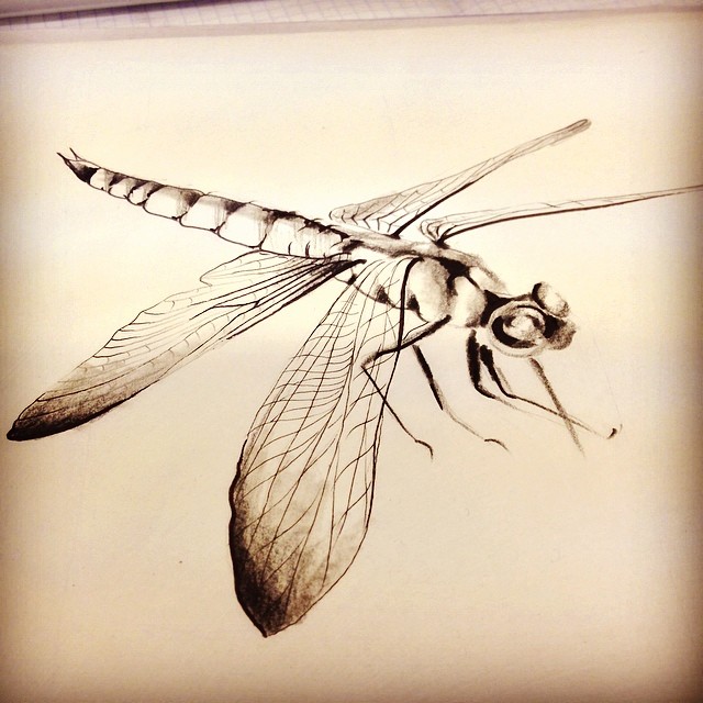 Dragonflies are known as snake doctors because they can bring dead ...